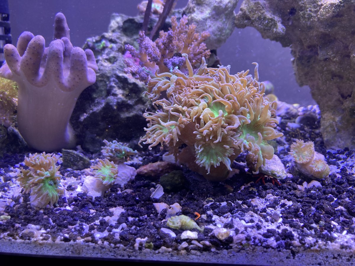 Build Thread - My 20 gallon Leaked so it was Time for an upgrade! (29g ...