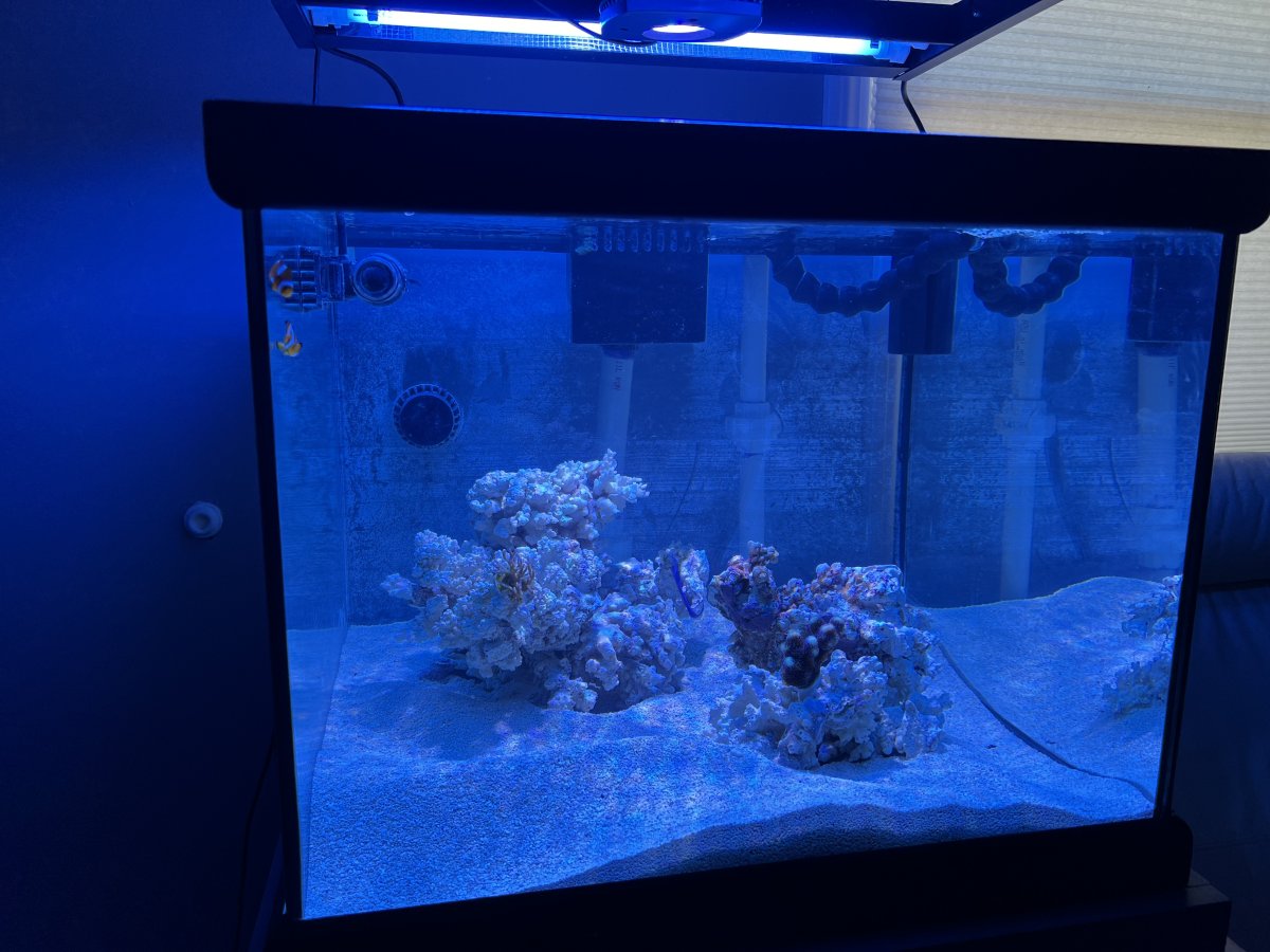 Monti cap placement | Reef2Reef