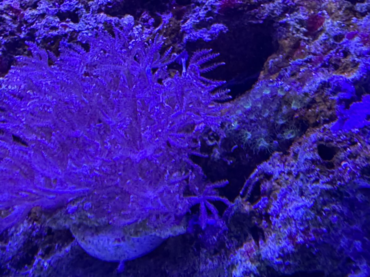 Teeny Tiny Neon Green Polyp Clusters | Reef2Reef
