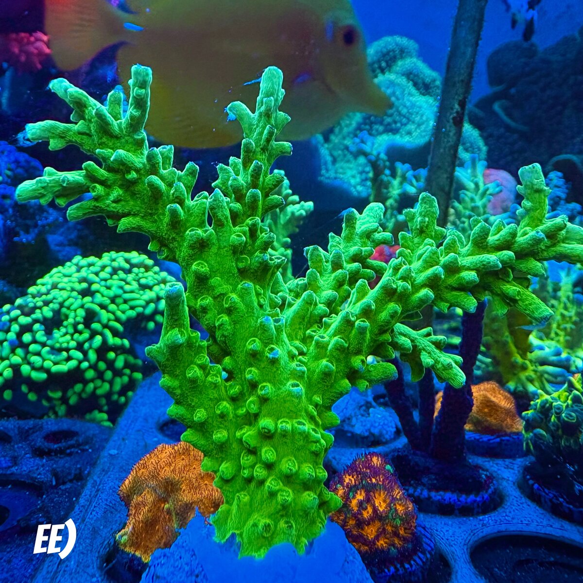 Florida - Live Goods - Livestock - 25% OFF 🪸🌲 WYSIWYG CHUNKY ACRO SPS ...