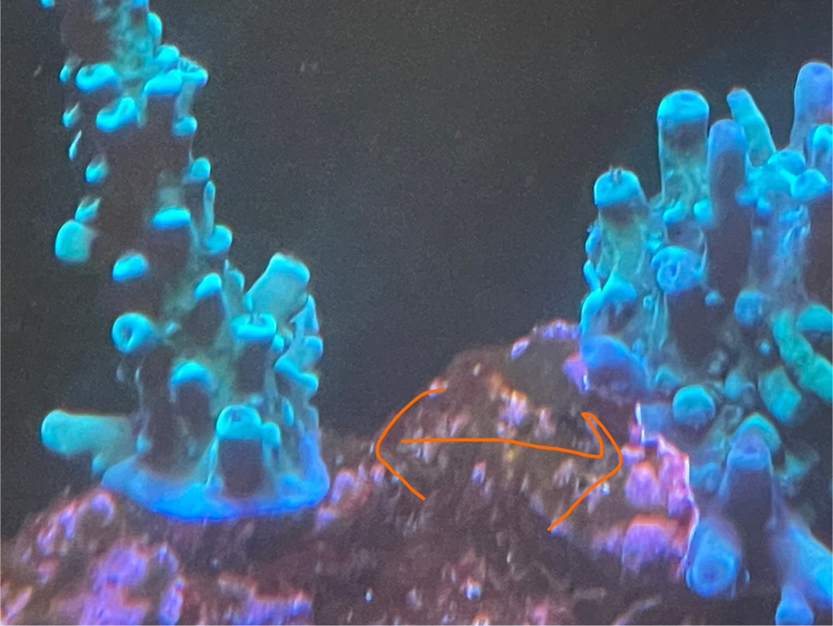 White band around acro base? | Reef2Reef