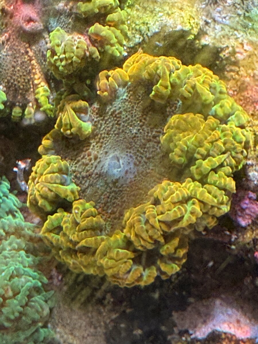 Who is this Dust Bowl Corals? | Page 42 | Reef2Reef