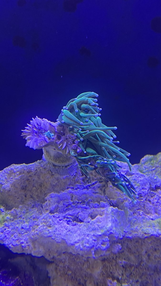 Dying torch, when to cut losses | Reef2Reef