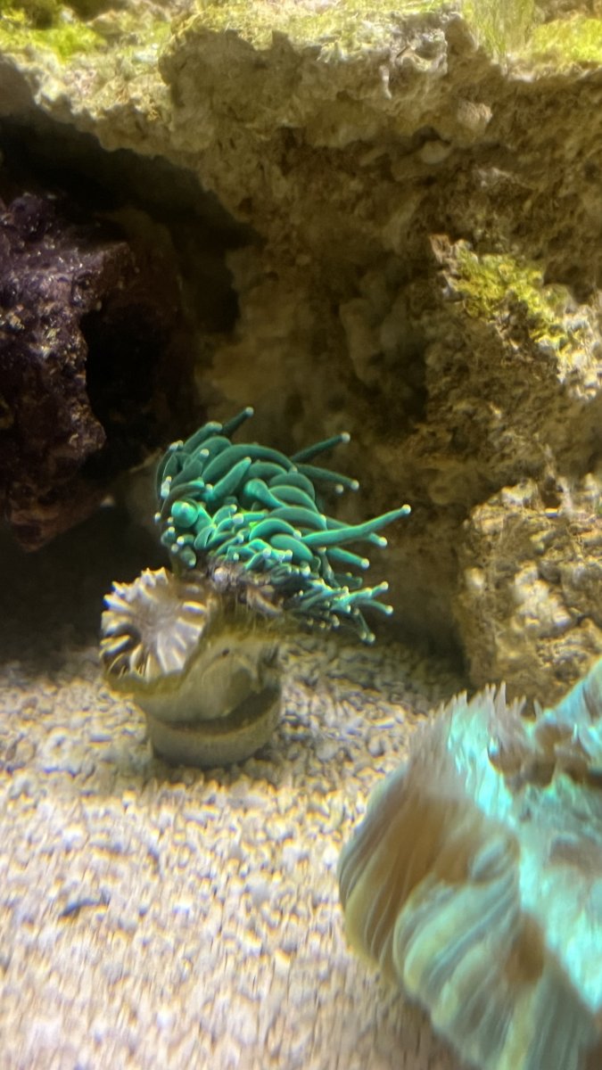 Dying torch, when to cut losses | Reef2Reef