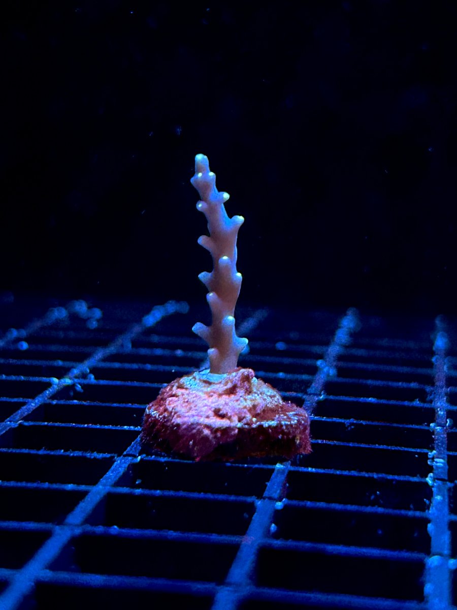 New Frag Tank. When is it Ready for Acro | Reef2Reef