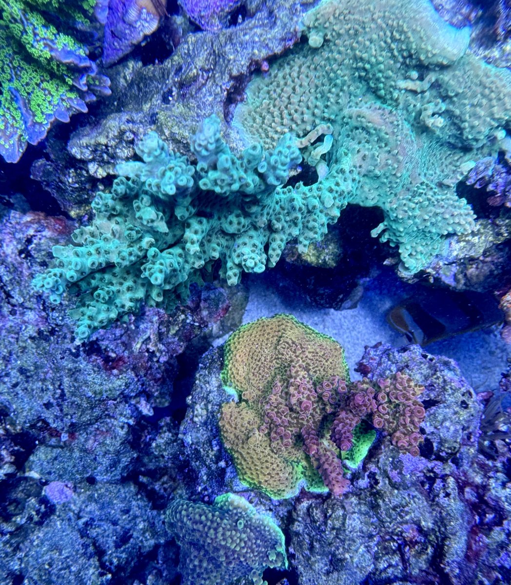 Large Build - TL’s big boy peninsula 385 gal Sps build! | Page 40 ...