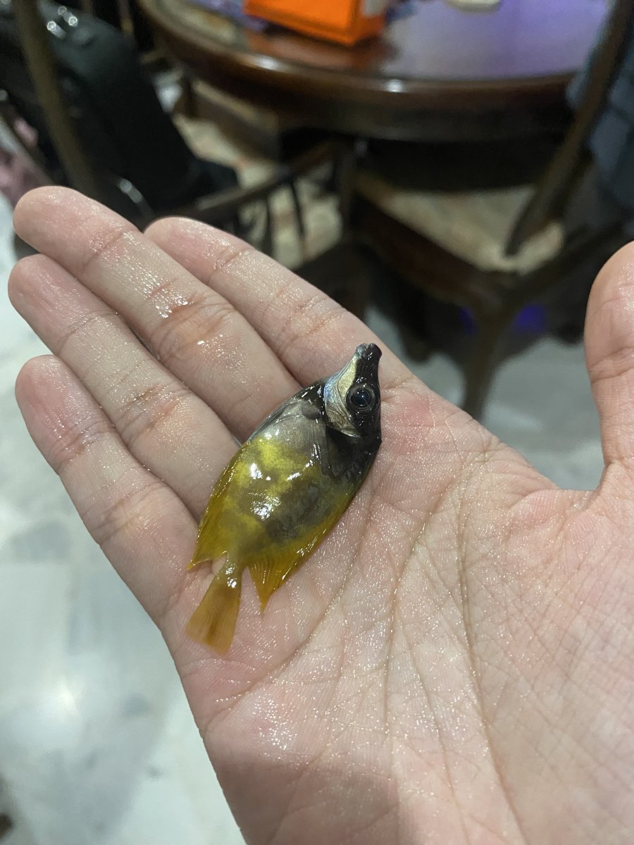 EMERGENCY - Newly bought Foxface very weak. | Reef2Reef
