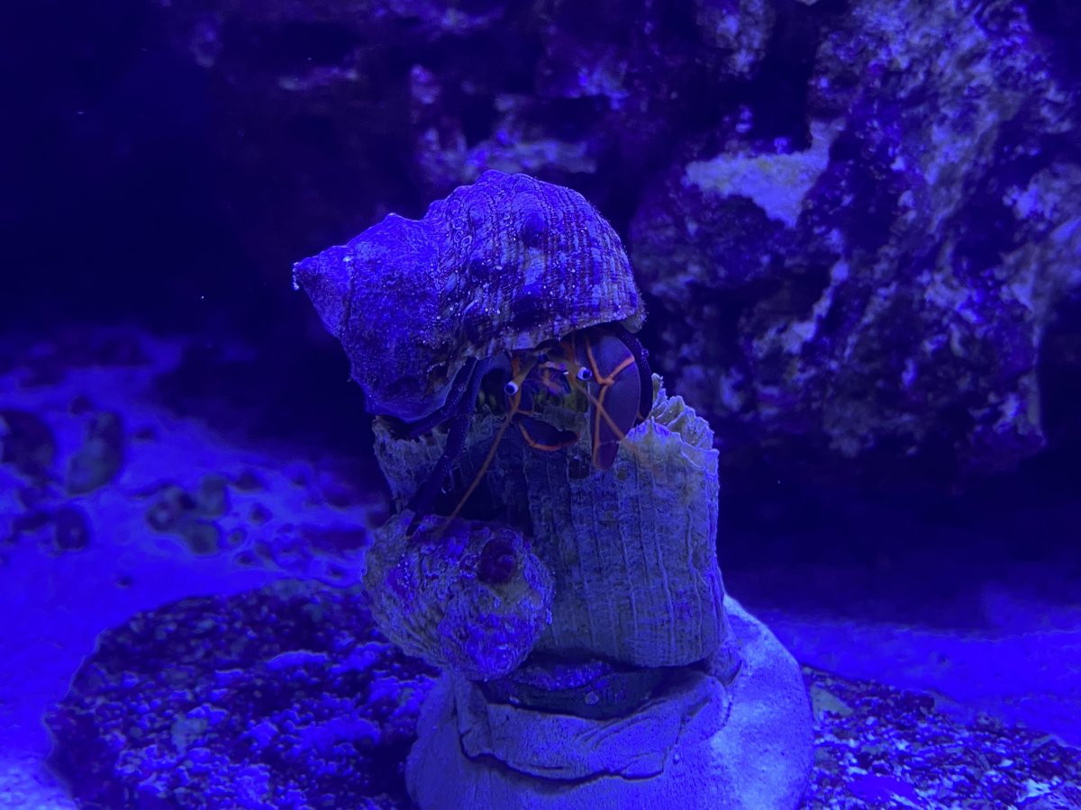 Hermit crab eating hammer coral skeleton?? | Reef2Reef
