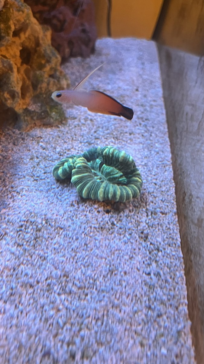 Brain coral looking sad | Reef2Reef
