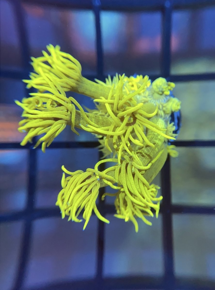 Gonis! Wonderlands, Eternal Flame, Glitters, and More! | Reef2Reef