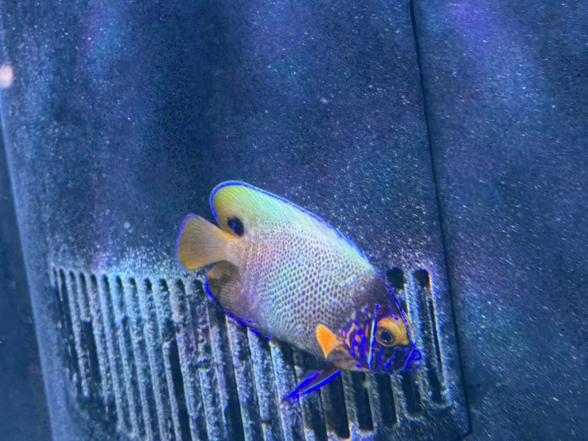 Blueface Angel is blotchy, lethargic, and stopped eatting one week ...