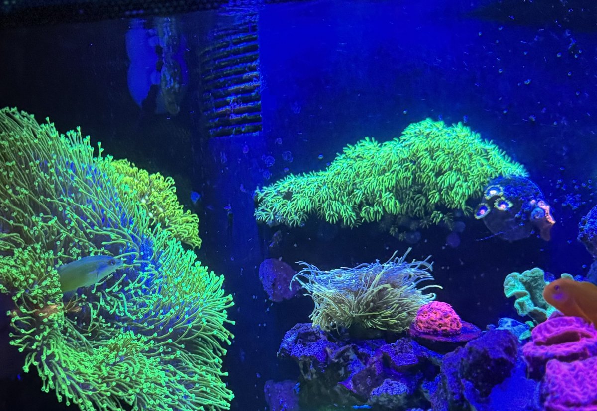 Attach green star polyps to wall | Reef2Reef