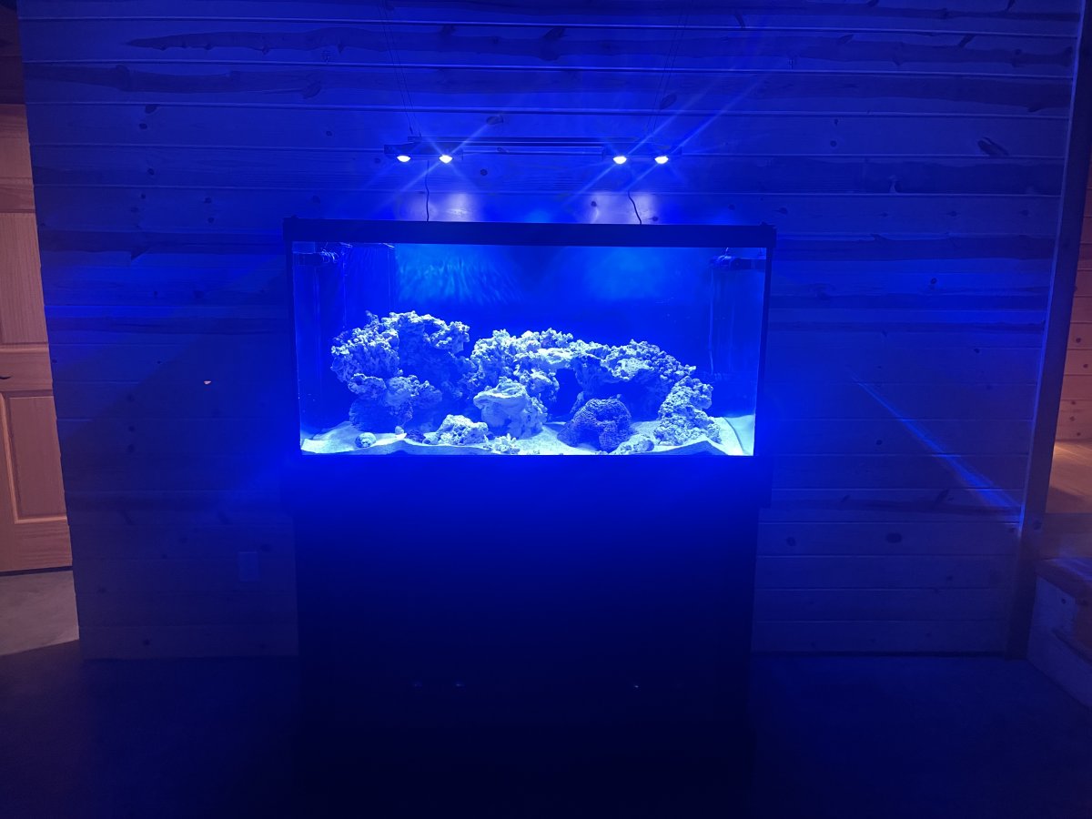 NooReefer, and NooPsyche K7 Pro 3 light schedule and settings | Reef2Reef
