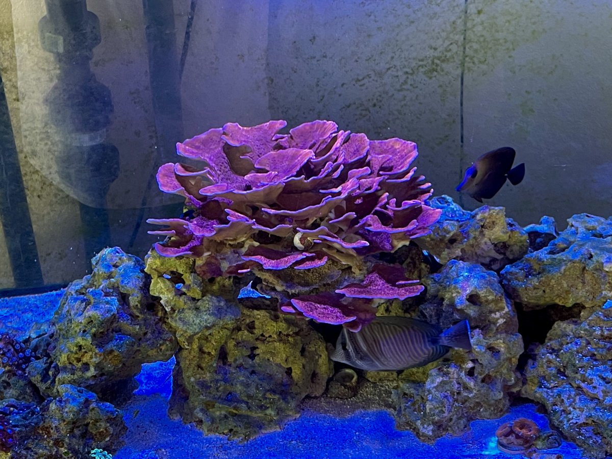QUESTION OF THE DAY - Add shelves to your tank: Do you keep tabling ...