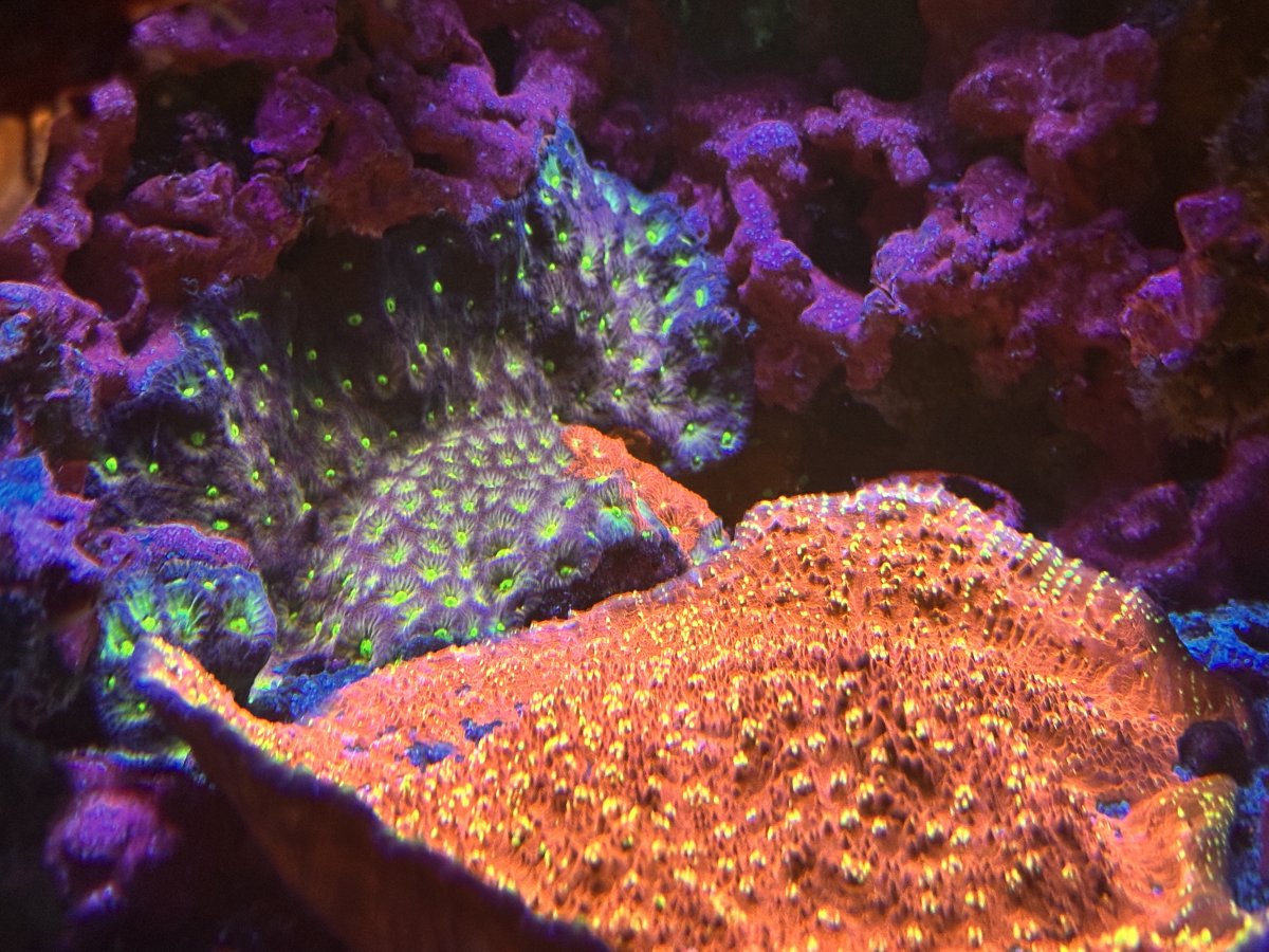 Two Face Favia VS Chalice | Reef2Reef