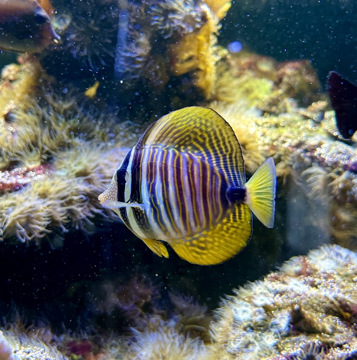 Naso but which species? | Reef2Reef