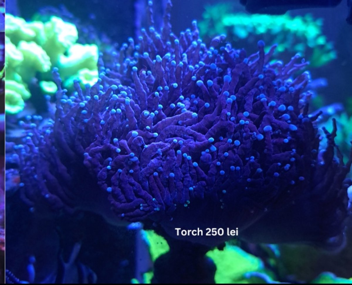 Torch ID | Reef2Reef