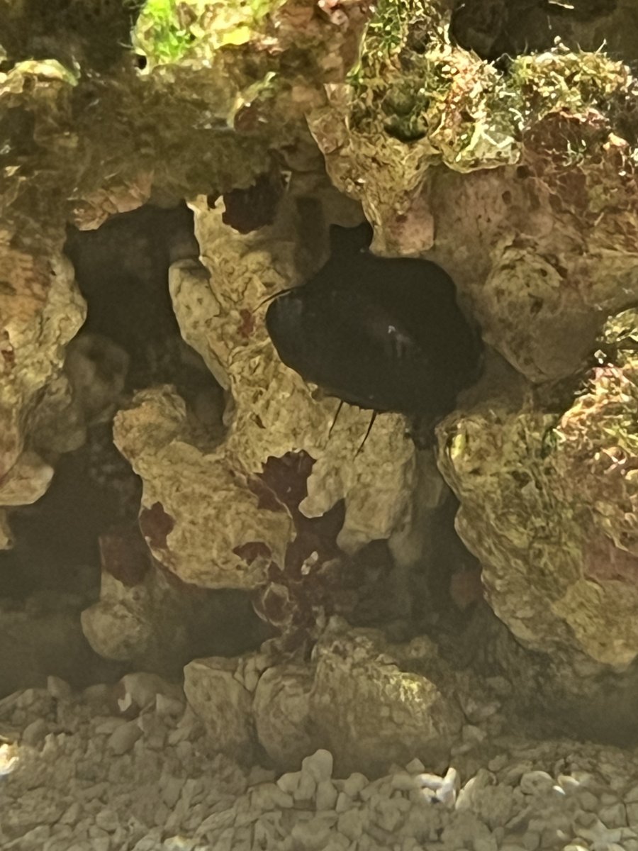 Black limpet maybe? | Reef2Reef