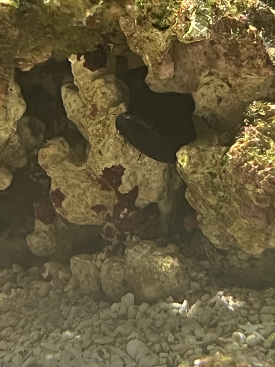 Black limpet maybe? | Reef2Reef