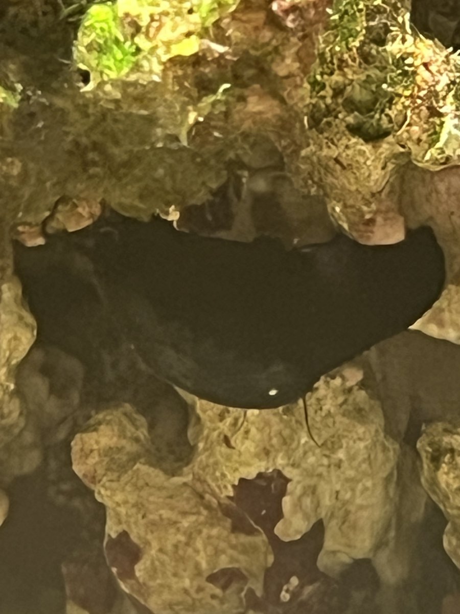 Black limpet maybe? | Reef2Reef