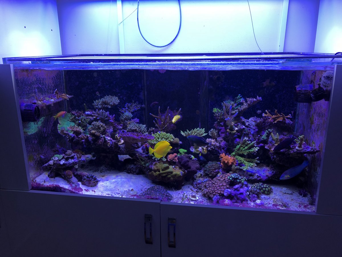 Reef Tank 365 - Reef Tank 365 Featuring Craigb350's Maniac SPS Heavy ...
