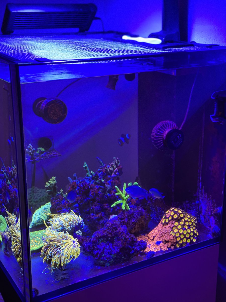 Build Thread - Swiss Red Sea Reefer 200XL Reef | Page 2 | Reef2Reef