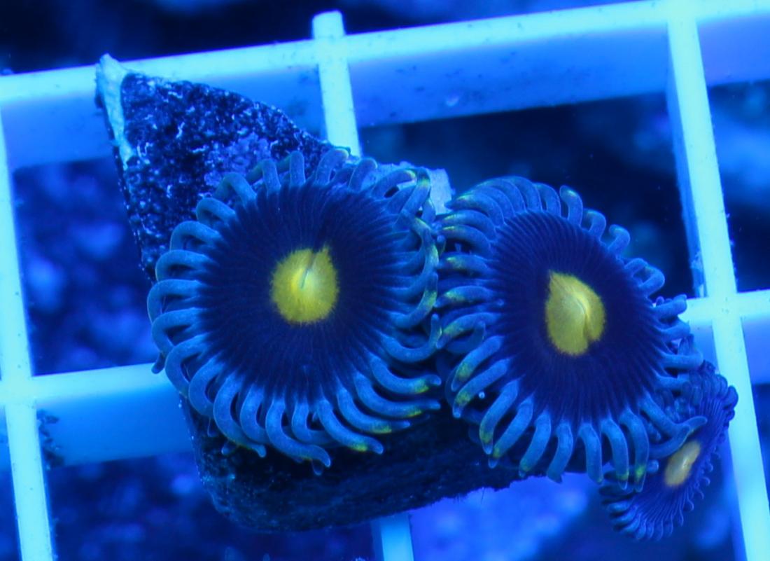 Bella Blues Zoanthids Reef2reef