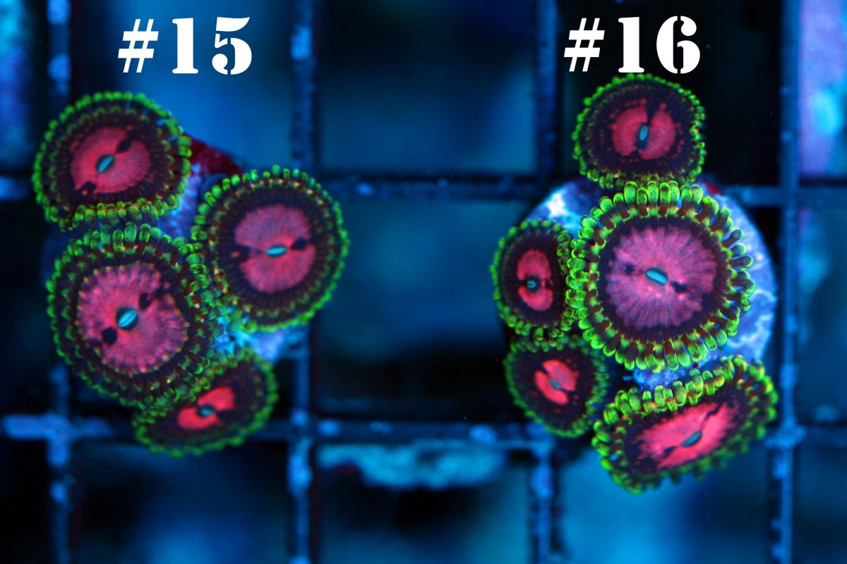 California - Zoanthids Frags & Mini Colonies (Pink Diamond, Bowtie ...