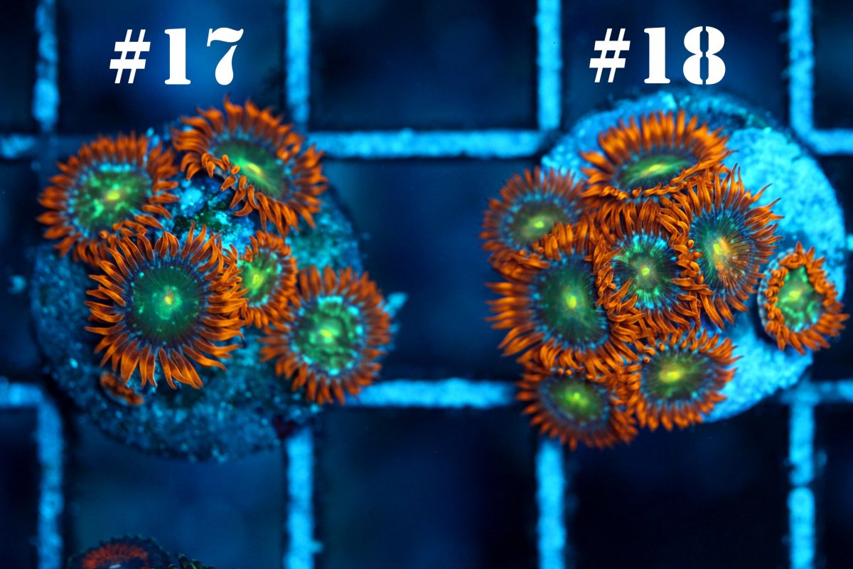California - Zoanthids Frags & Mini Colonies (Pink Diamond, Bowtie ...