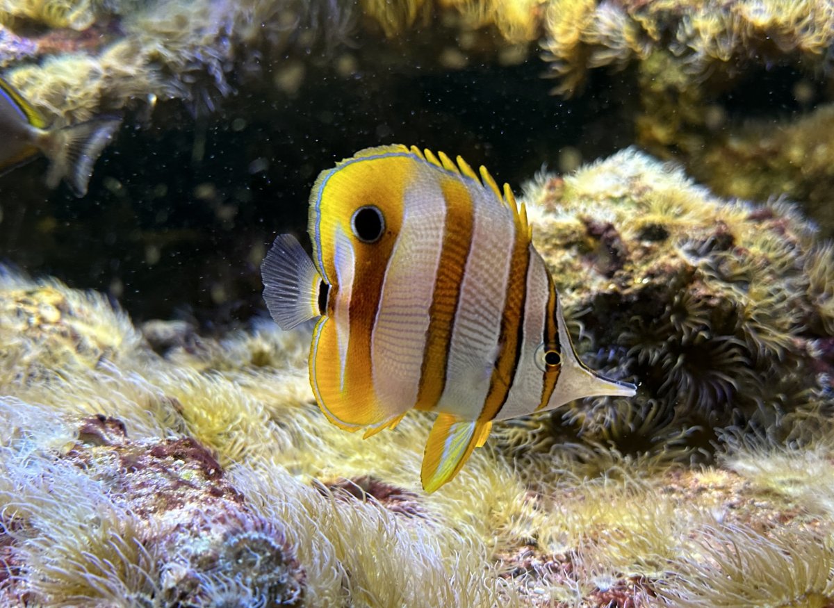 Red coloration on my CBB | Reef2Reef