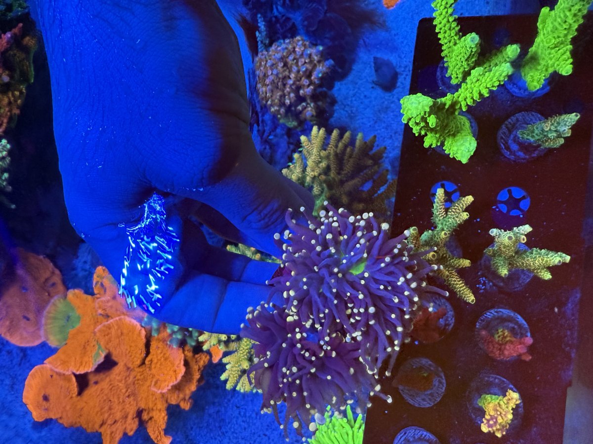 California - Live Goods - SPS pack, Powerball bounce mushrooms and ...