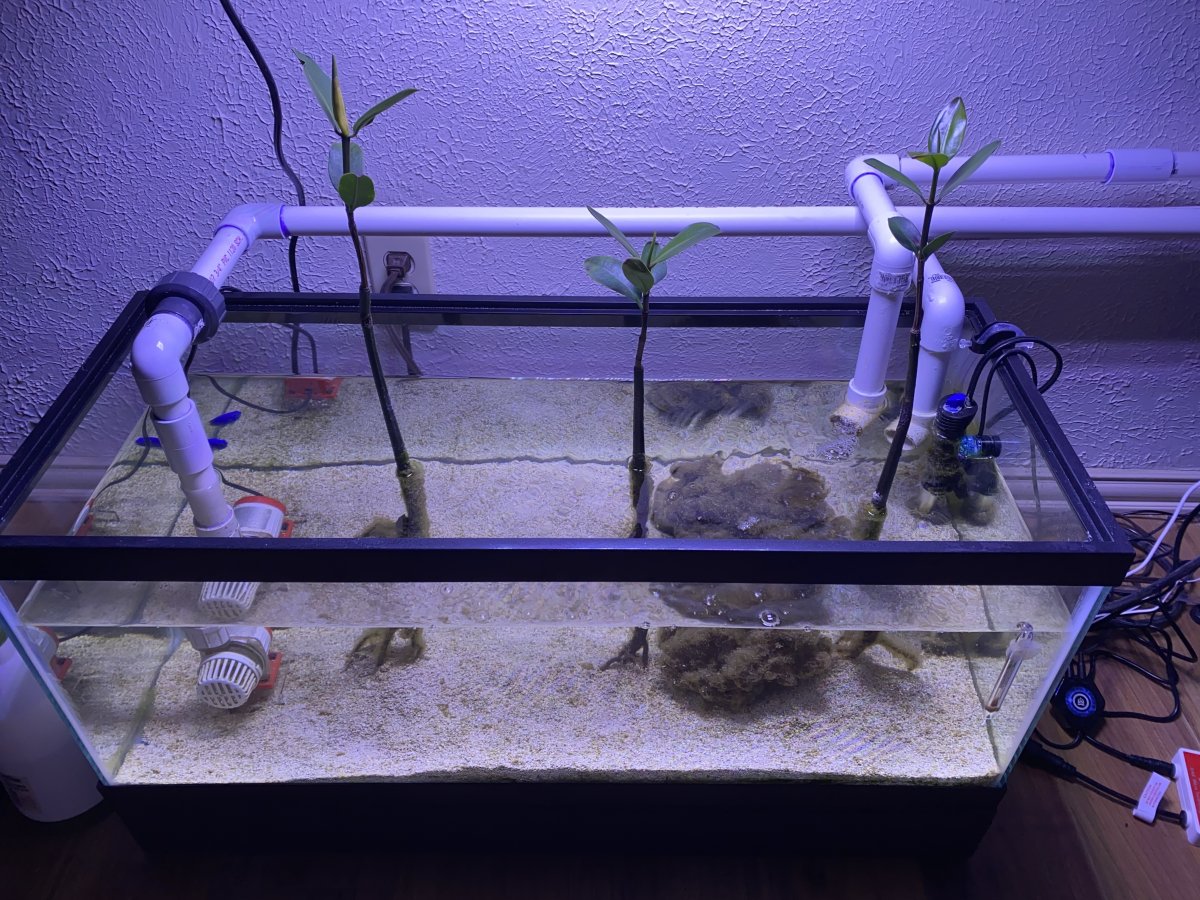 Build Thread - Mangle lagoon | Reef2Reef