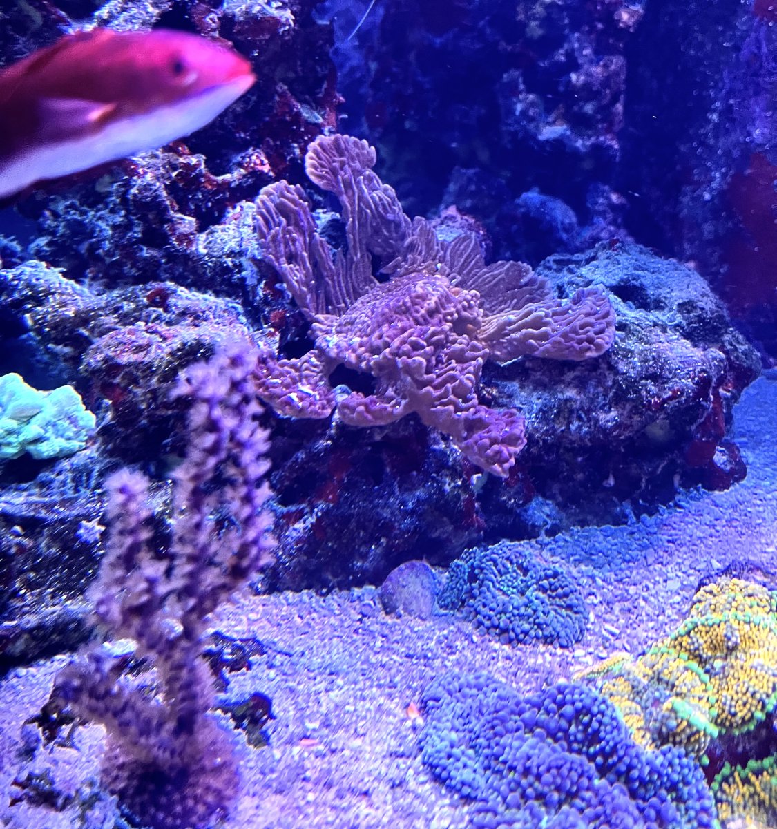 Random directional coral growth? I.D. | Reef2Reef