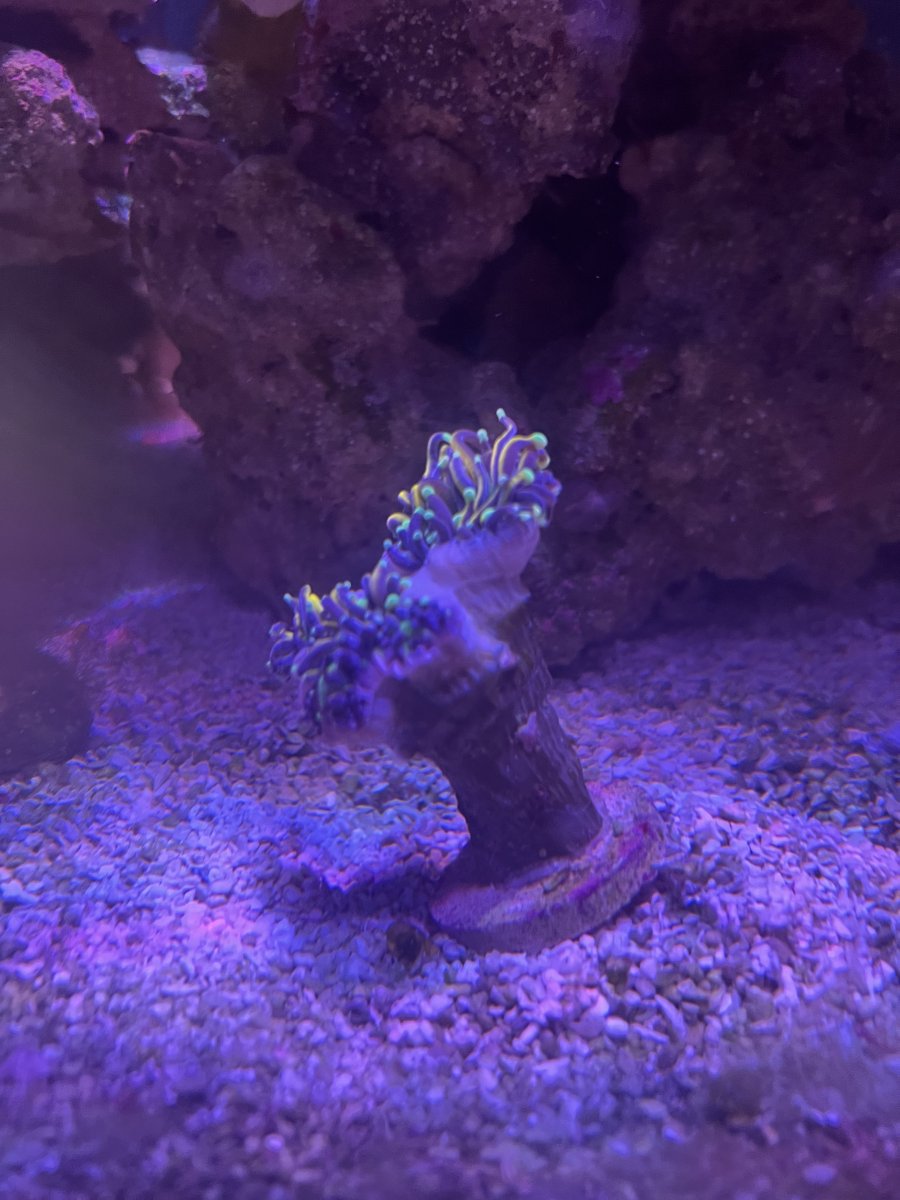 Torch dying? | Reef2Reef