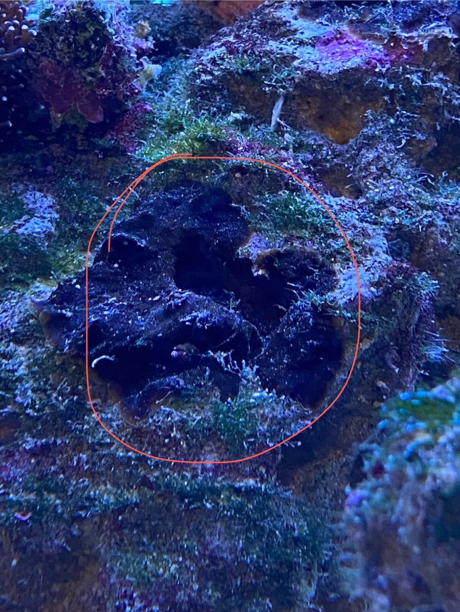Tough algae. What is it and what eats it? | Reef2Reef