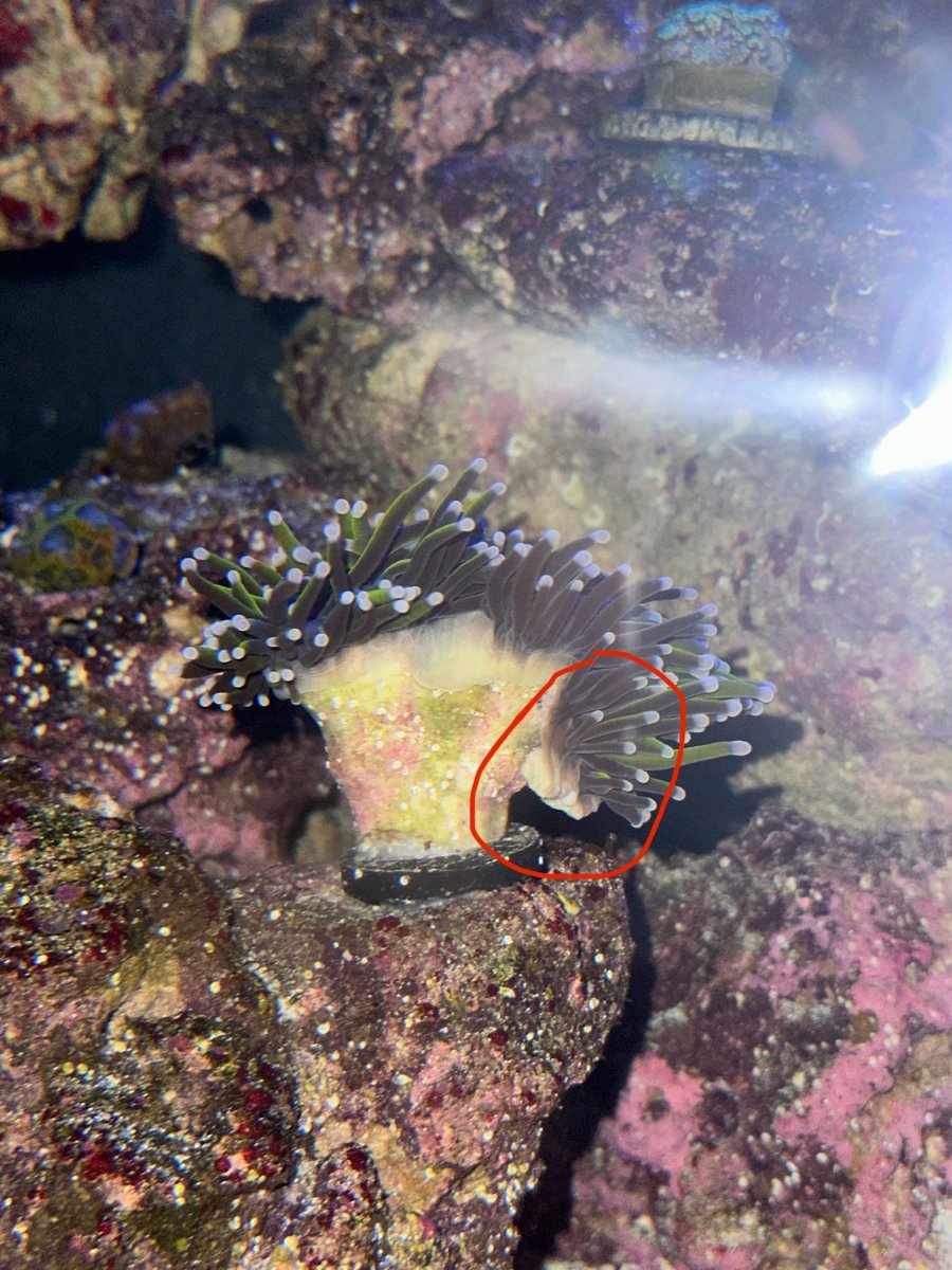 Physically damaged torch - skeleton hanging - what to do? | Reef2Reef
