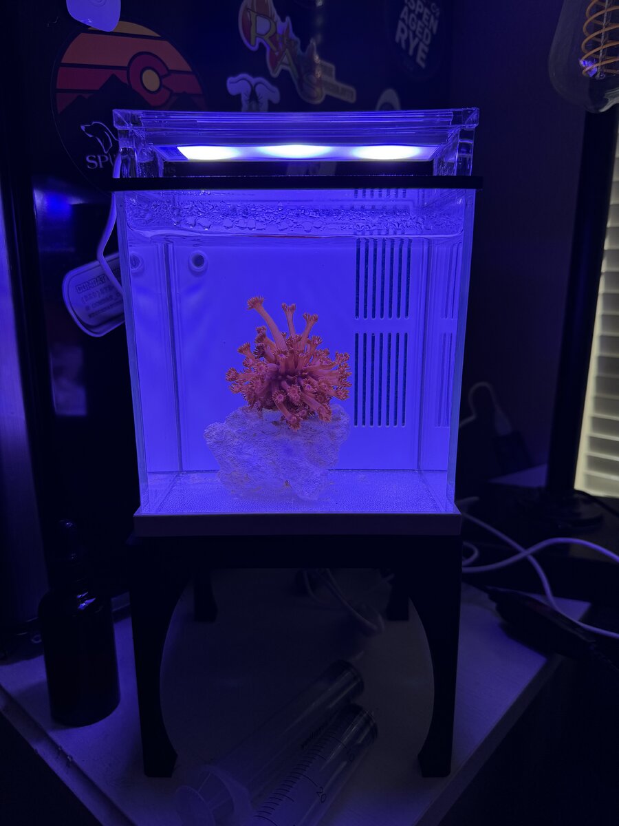 Nano Build - The .98 Gallon Pico Tank | Reef2Reef