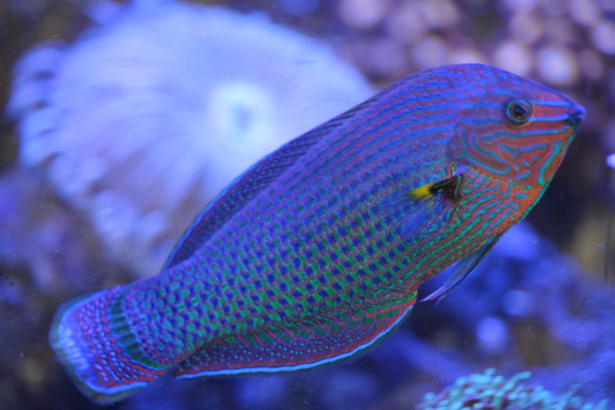 What’s your favorite wrasse? | Page 2 | Reef2Reef