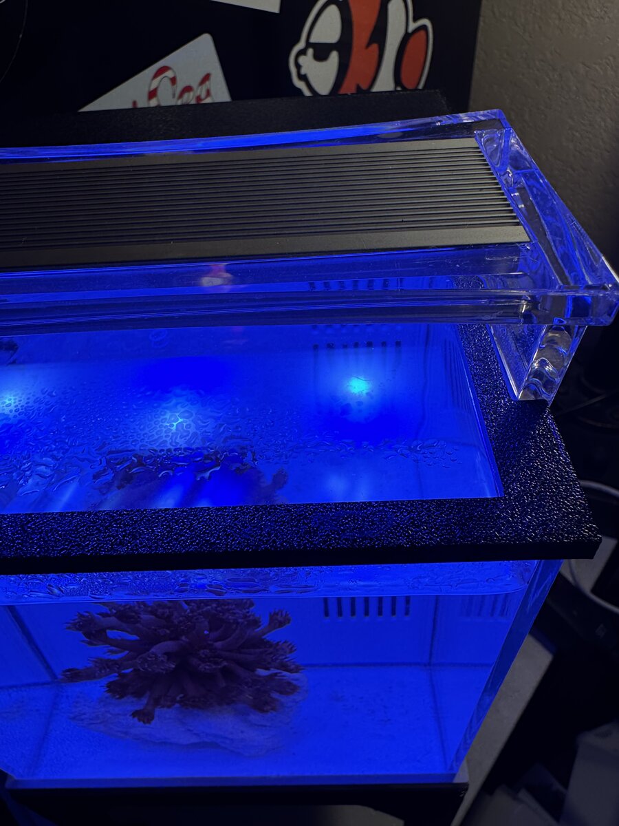 Nano Build - The .98 Gallon Pico Tank | Reef2Reef