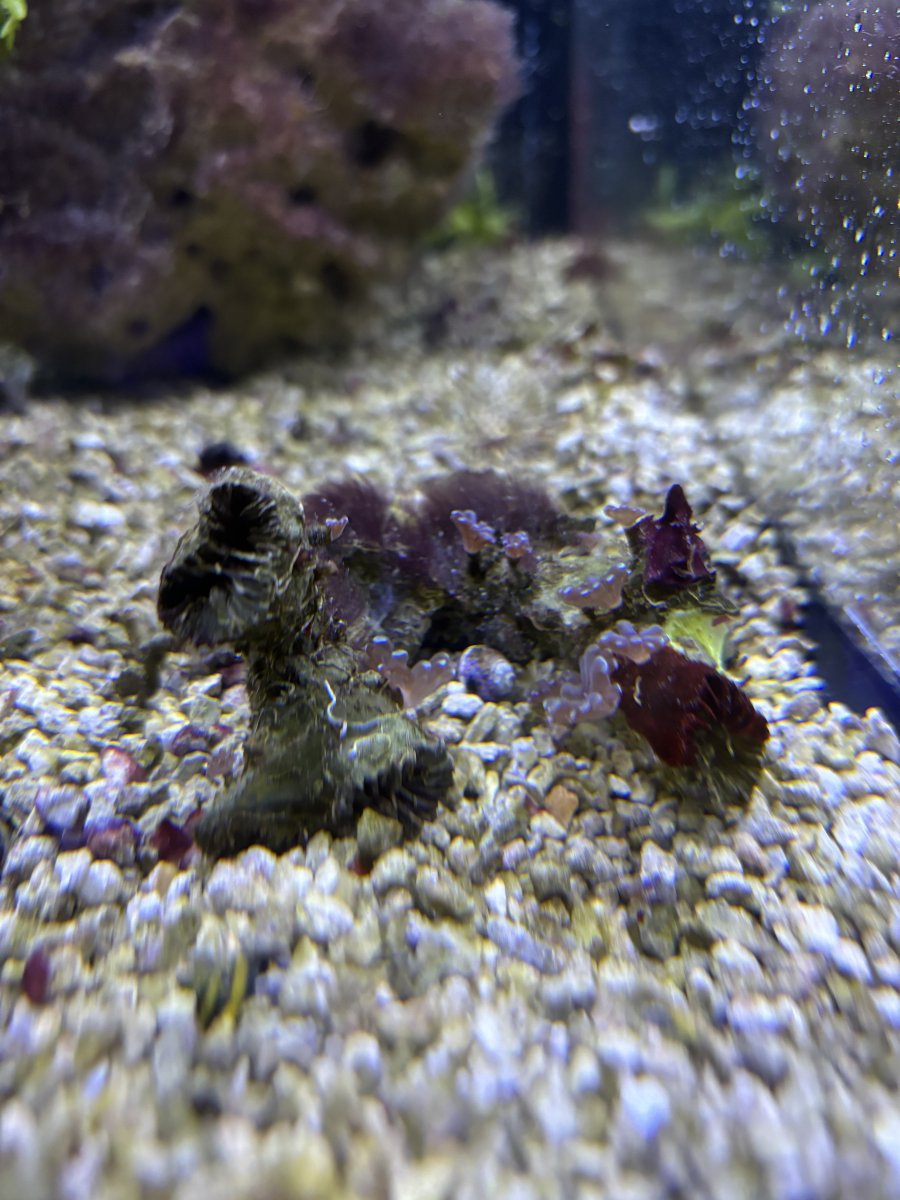 Long time dead corals suddenly come back to life | Reef2Reef