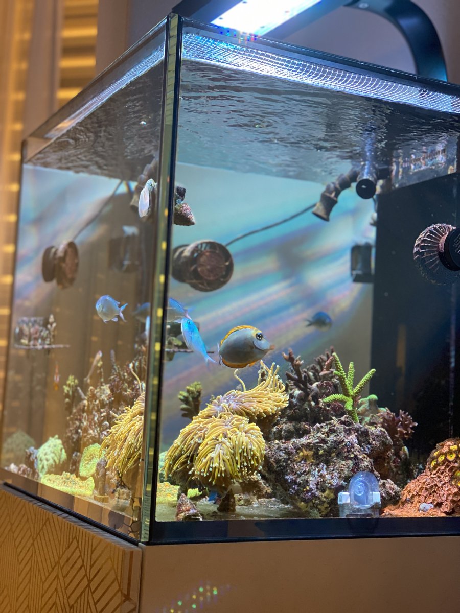 Build Thread - Swiss Red Sea Reefer 200XL Reef | Page 2 | Reef2Reef