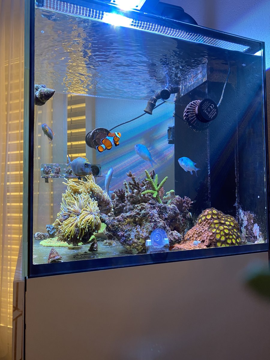 Build Thread - Swiss Red Sea Reefer 200XL Reef | Page 2 | Reef2Reef