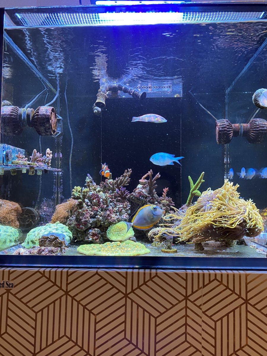 Build Thread - Swiss Red Sea Reefer 200XL Reef | Page 2 | Reef2Reef