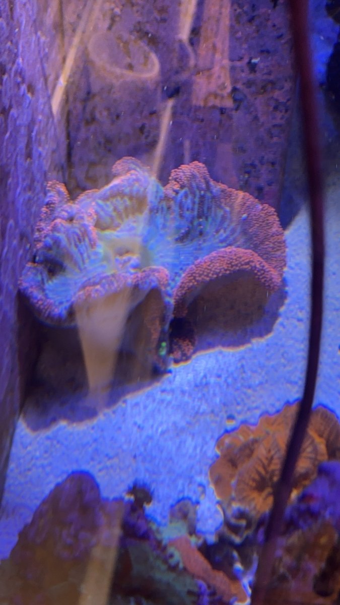 Nem caught in powerhead | Reef2Reef