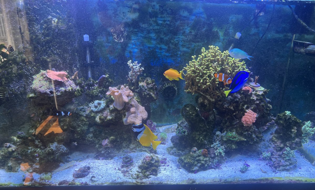 Why won't any of my critters eat my GHA? | Reef2Reef