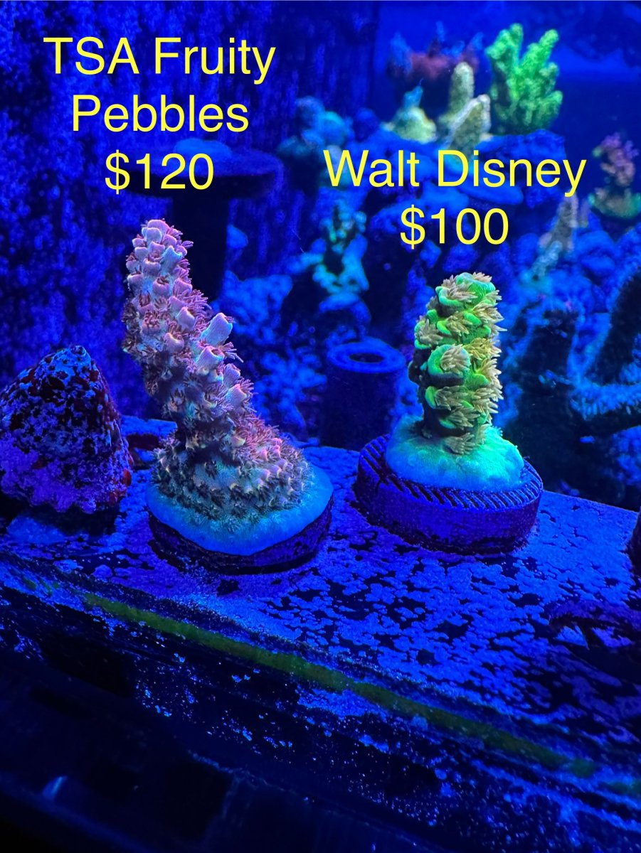 Wisconsin - Live Goods - Selling all fishs corals and tank | Reef2Reef