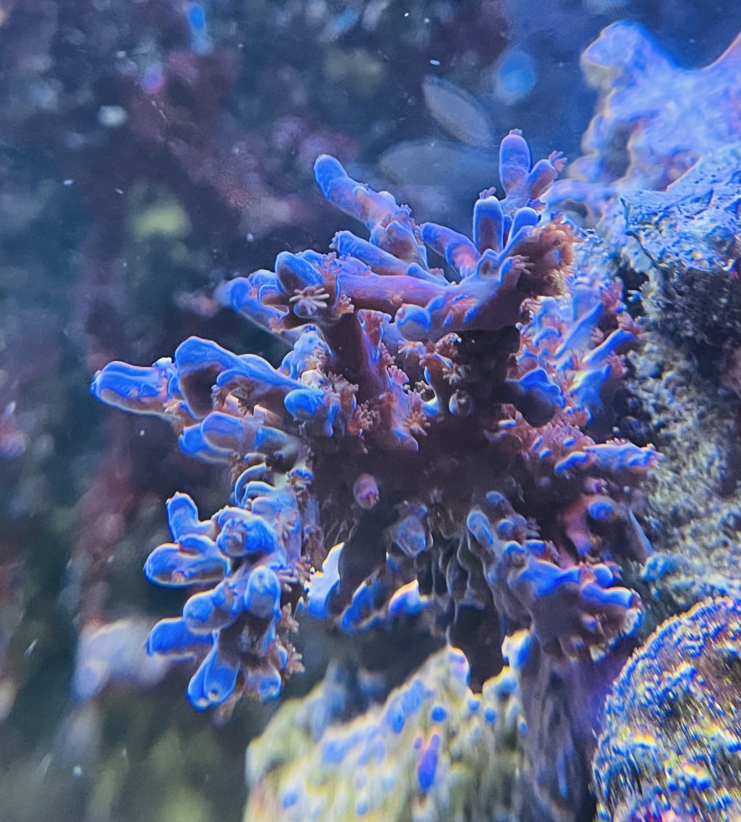 Blue Oregon Tortuosa I.D. | Reef2Reef