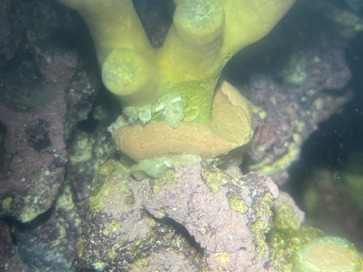 Please help Identify | Reef2Reef