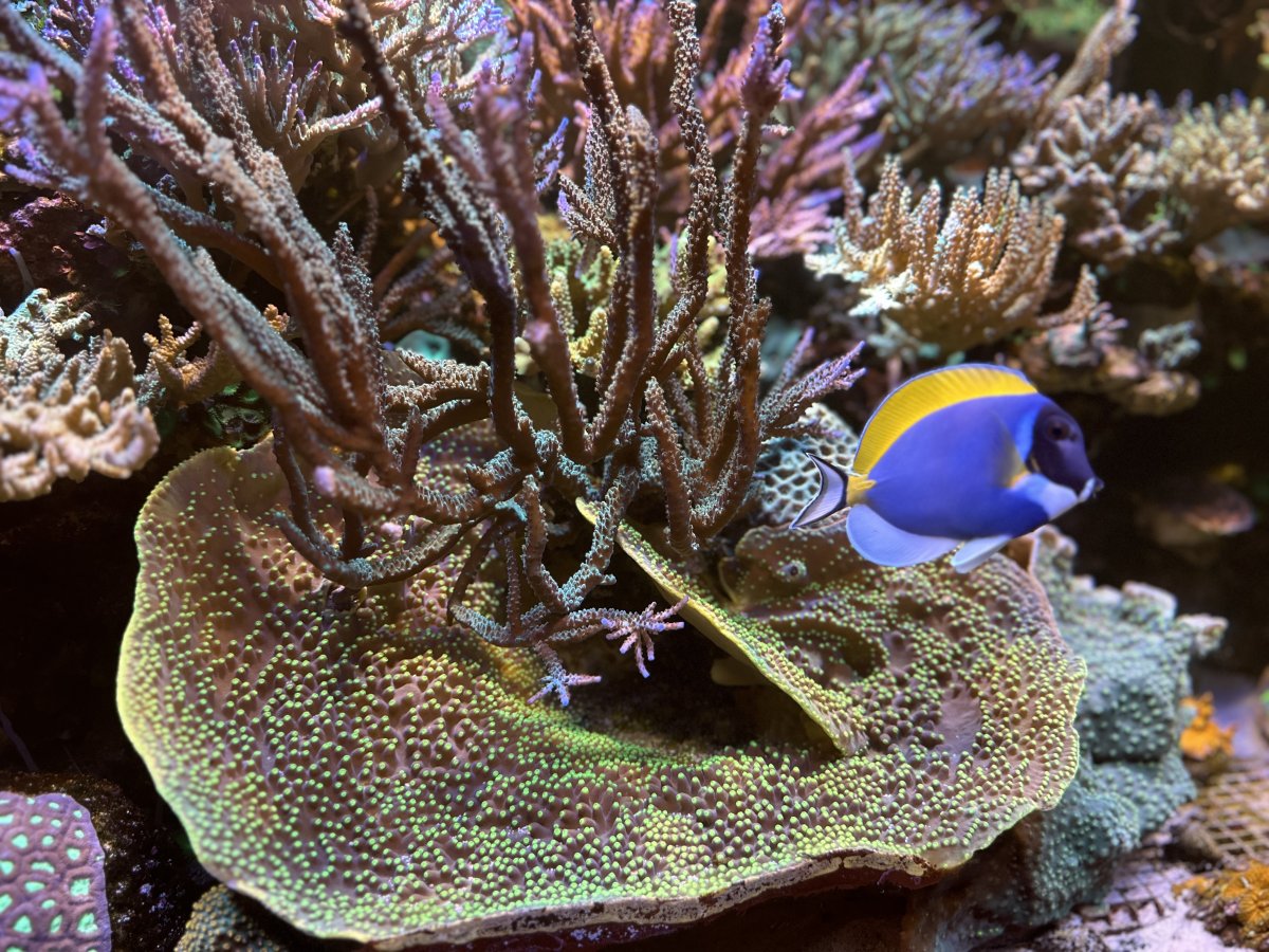 The Official "Full Spectrum SPS Stunners" Thread/Database | Page 3 ...