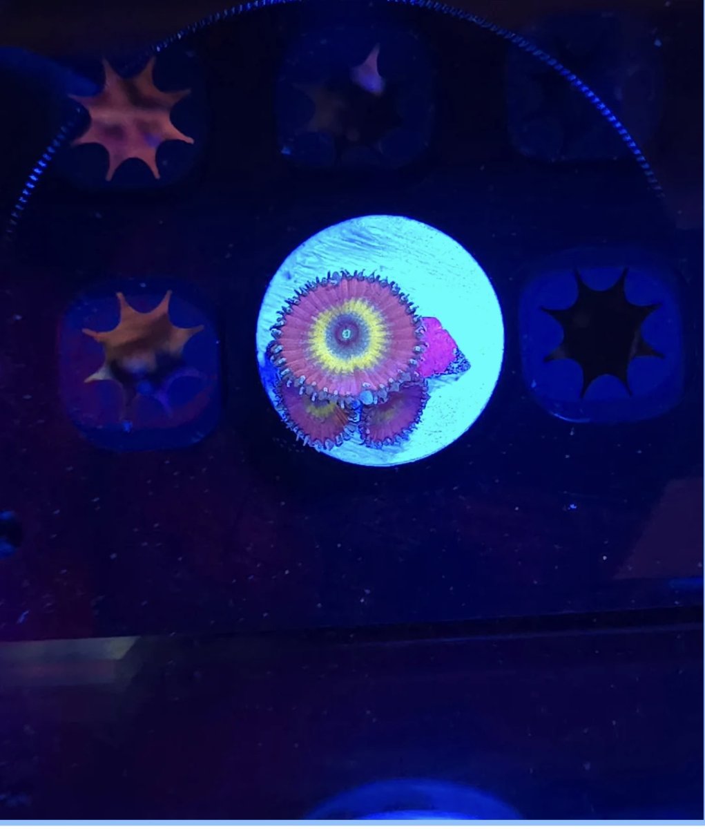 Who has the best looking zoa on here! Share with all of us! | Page 3 ...